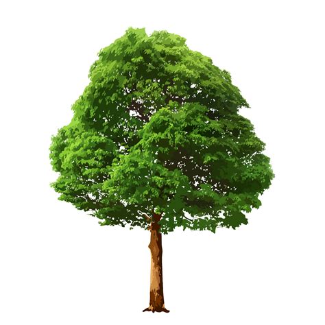 Isolated Trees On Without Background 19773127 PNG