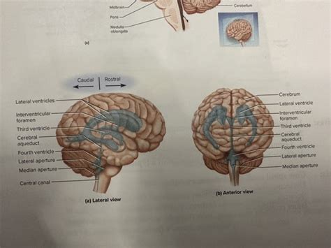 Neuroanatomy Practical Flashcards Quizlet