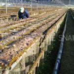 About Touchstone Snail Technologies Ltd