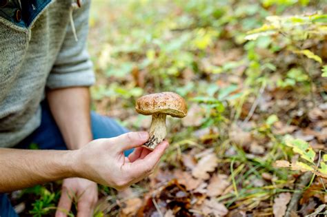 Des Applis Pour La Cueillette Des Champignons Reponse Conso