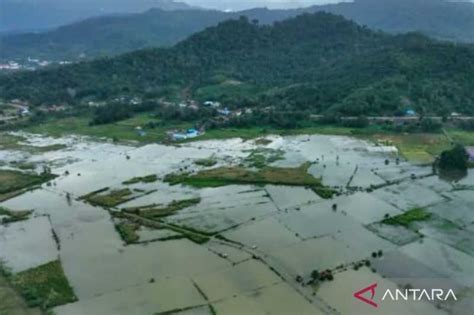 Banjir 400 Hektare Sawah Terendam Di Konawe Sulawesi Tenggara Koran