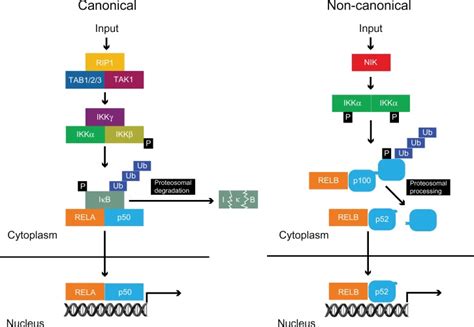 Canonical and non canonical pathways of NF κB activation Notes In the
