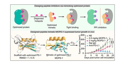 Rational Design Of Potent Peptide Inhibitors Of The PD 1 PD L1