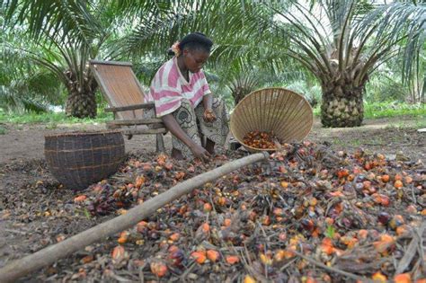 Production durable d huile de palme les Africains à la traîne Togoweb