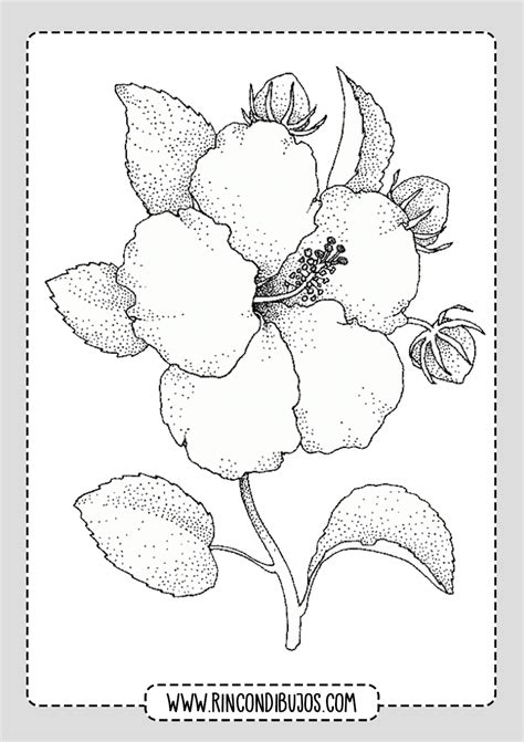 Dibujos De Flores Para Colorear Rincon Dibujos Laminas Para Colorear