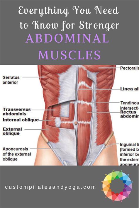 Everything You Need To Know For Stronger Abdominal Muscles