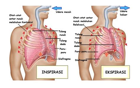 Contoh Poster Sistem Pernapasan Manusia