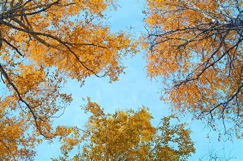 Himmel Herbst Birke Kostenloses Foto Auf Pixabay