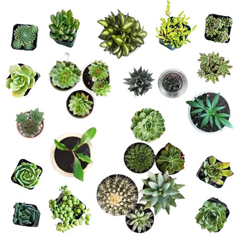 Top View Plants Transparent Background Collection 2 Plant Transparent