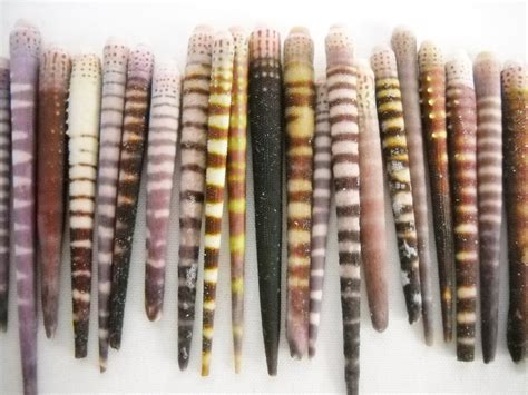 Multipack Tiger Sea Urchin Spines Bulk Etsy
