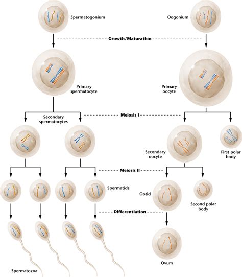2 5 The Development Of Gametes Varies In Spermatogenesis Compared To