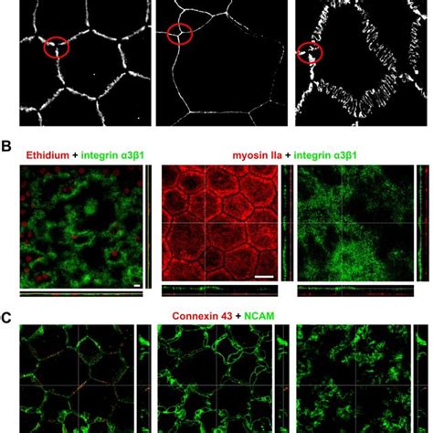 Additional Features Of Human Corneal Endothelial Cells CECs A