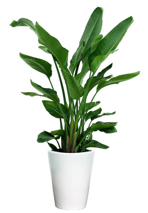 Indoor Potted Plant Png Potted Plant Clip Art Transparent Png The