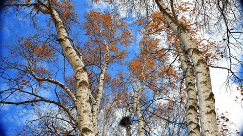 Birke Herbst Wald Kostenloses Foto Auf Pixabay Pixabay