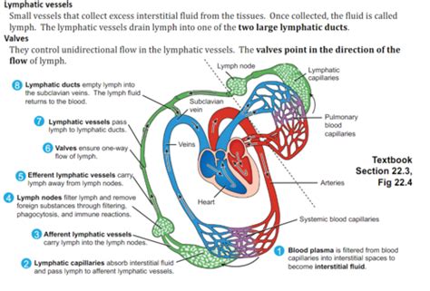 Anatomy And Physiology Lab Exam 4 Flashcards Quizlet