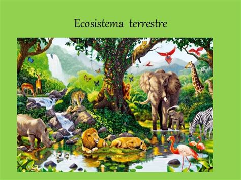 Ecosistemas Terrestres Y Acu Ticos Cuadros Comparativos Y Diferencias