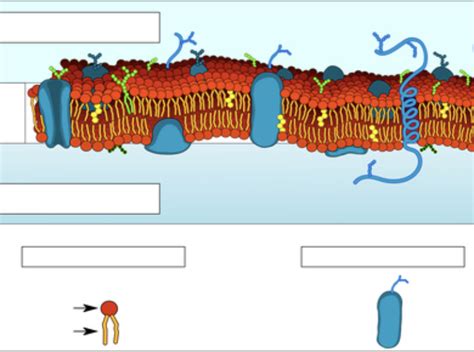 Biologie Membrane Plasmique Diagram Quizlet