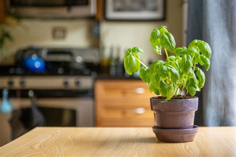 Cultivar Albahaca En Maceta Trucos Y Consejos Para Una Buena Cosecha