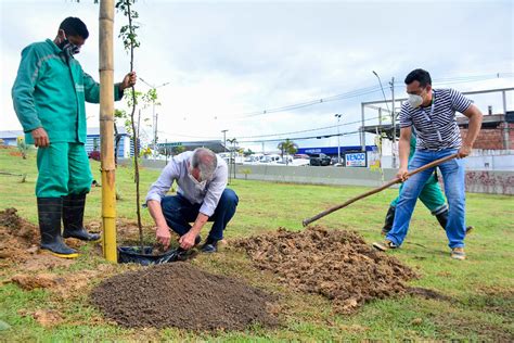 Complexo viário de Manaus ganha mudas de pau brasil árvore símbolo do