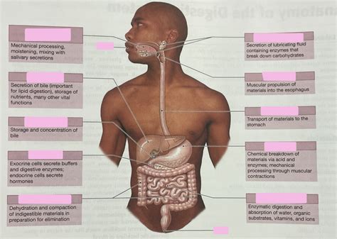 Digestive Organs On The Human Torso Diagram Quizlet