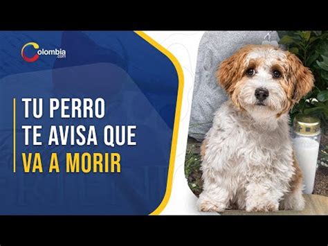 Que Significa Cuando Un Perro Te Muerde La Mano Electricidad Pedreras