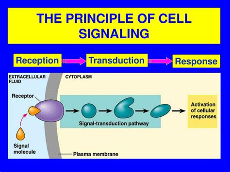 Cell Signaling