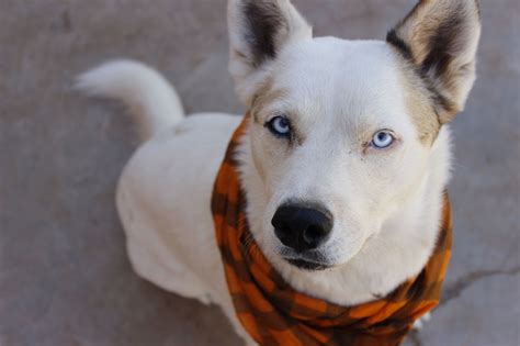 Are Blue Heeler And Husky Mix