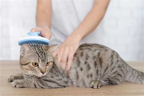 C Mo Cuidar Adecuadamente El Pelaje De Tu Gato