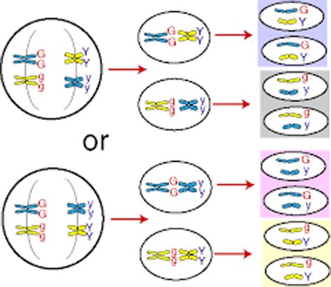 Genetics Unit Meiosis And Mendelian Genetics Flashcards Quizlet