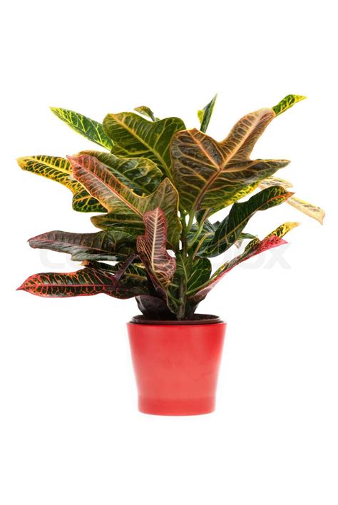 Stueplante P R D Vase Isoleret P Hvid Baggrund Stock Foto Colourbox