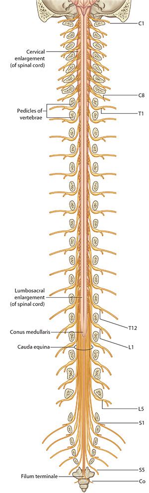 I A Back Spinal Cord Meninges Csf Typical Spinal Nerve