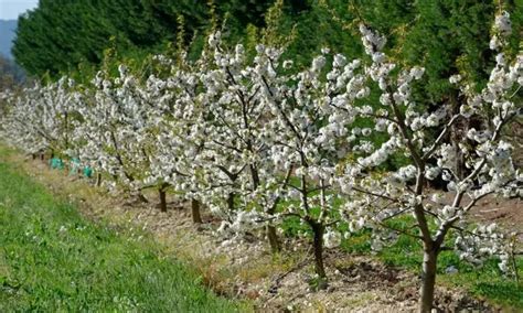 Obstbäume düngen Tipps wann und womit Sie das machen sollten