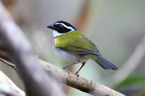 Tico Tico De Bico Preto Caracter Sticas Habitat Reprodu O E