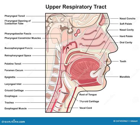 Upper Respiratory Tract Infographic Diagram Stock Vector Illustration