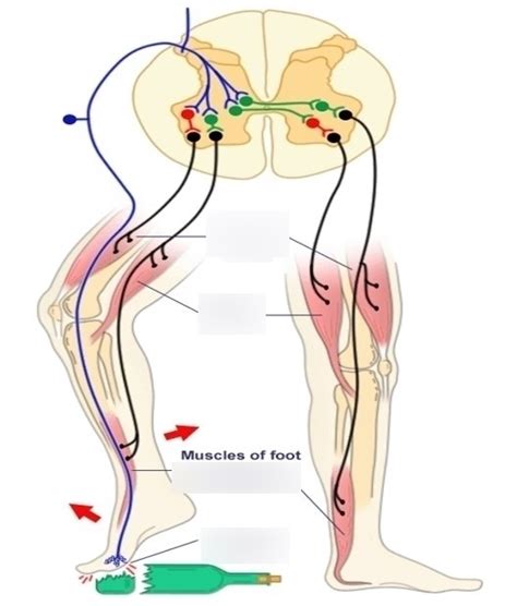 Crossed Extensor Reflex Arc Diagram Quizlet