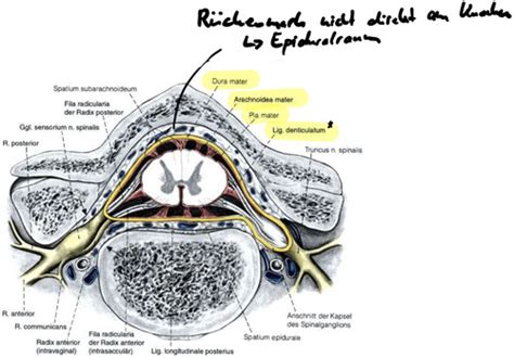 KV7 Rückenmark spinale Motorik Karteikarten Quizlet