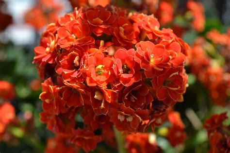 Fleur D Oranger Kalancho Orange Photo Gratuite Sur Pixabay Pixabay