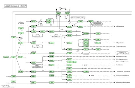 Kegg Pathway Apelin Signaling Pathway Homo Sapiens Human