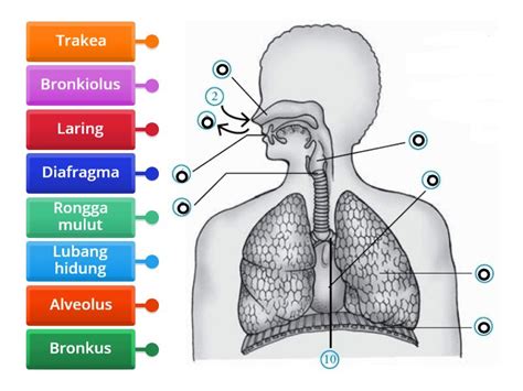 Organ Pernapasan Manusia Labelled Diagram