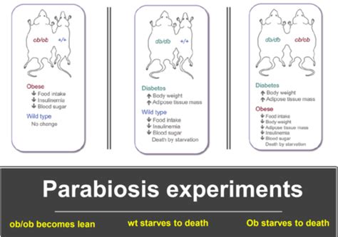 Developmental And Stem Cell Biology Midterm Flashcards Quizlet