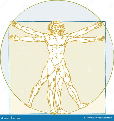 Hombre de Vitruvio ilustración del vector Ilustración de varón 4897463
