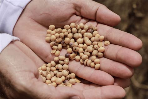 Soja Foi O Produto Do Acre Mais Exportado Em 2023