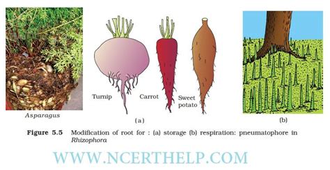 Modifications Of Root Flowering Plants Planting Flowers Tree Props