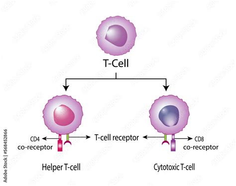 Vettoriale Stock T Cell Helper T Cell And Cytotoxic T Cell CD Antigen