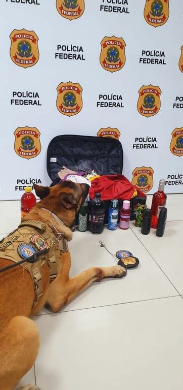 PF prende passageira por tráfico internacional de drogas no Aeroporto