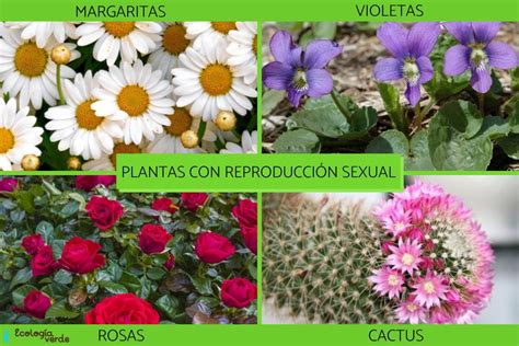 PLANTAS Que Se REPRODUCEN SEXUALMENTE Resumen Con Ejemplos