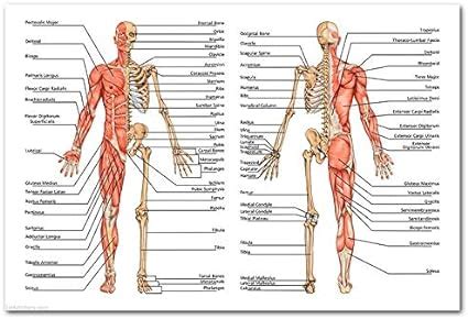 Affiche D Anatomie Humaine Enseignement De Muscle Squelettique