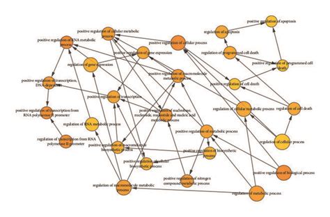 Interaction Network And Biological Process Analysis Of The Hub Genes