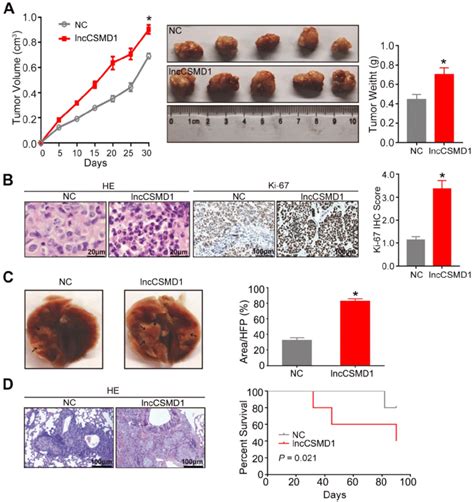 Lnccsmd Promotes Growth And Metastasis Of Xenograft Tumors Derived
