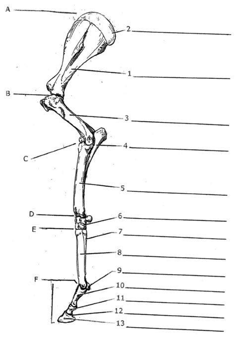 Equine Thoracic Osteolog Diagram Quizlet
